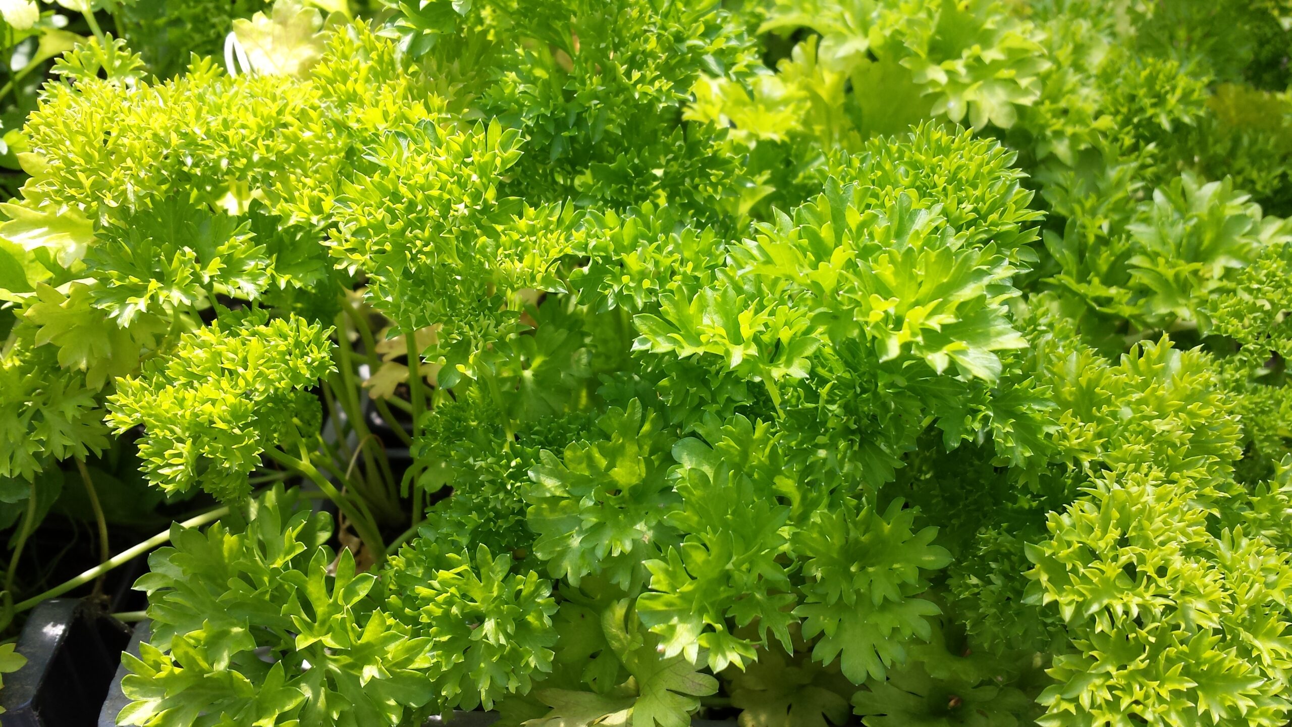 Persil frisé - Pépinière Ostara