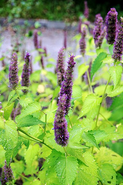 Agastache anisée - Pépinière Ostara