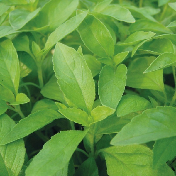 Basilic Citron - Pépinière Ostara