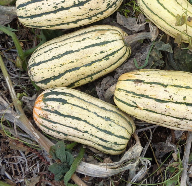 Courge Delicata sweet potato - Pépinière Ostara