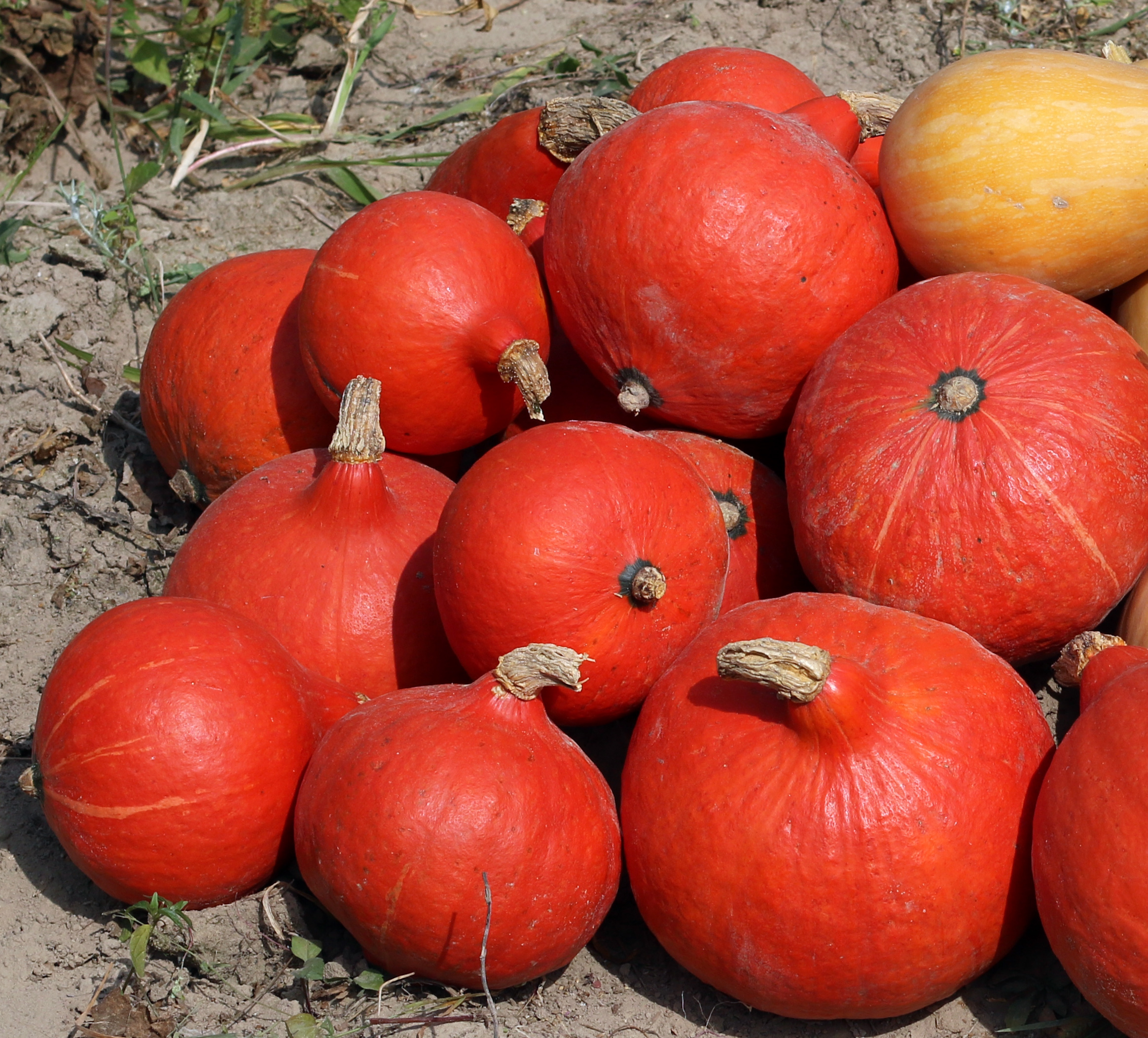 Courge Potimarron Red Kuri - Pépinière Ostara