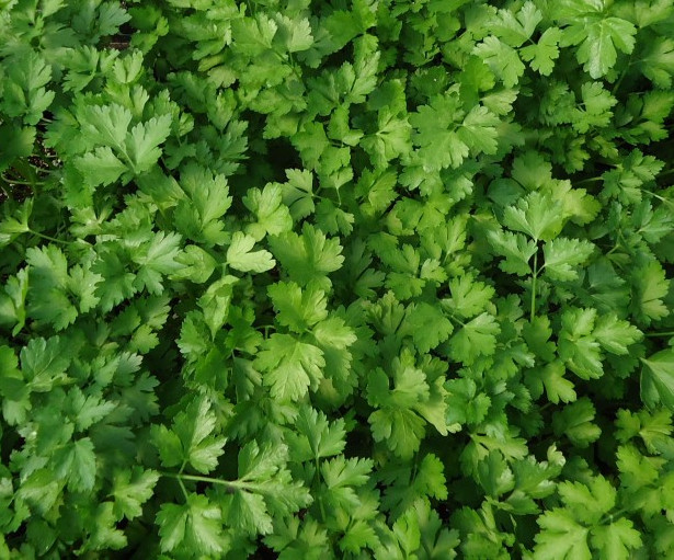 Persil simple - Pépinière Ostara