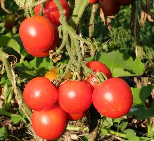 Tomate Rouge Précoce de Quimper - Pépinière Ostara