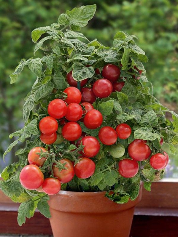 Tomate Cerise Red Robin - Pépinière Ostara